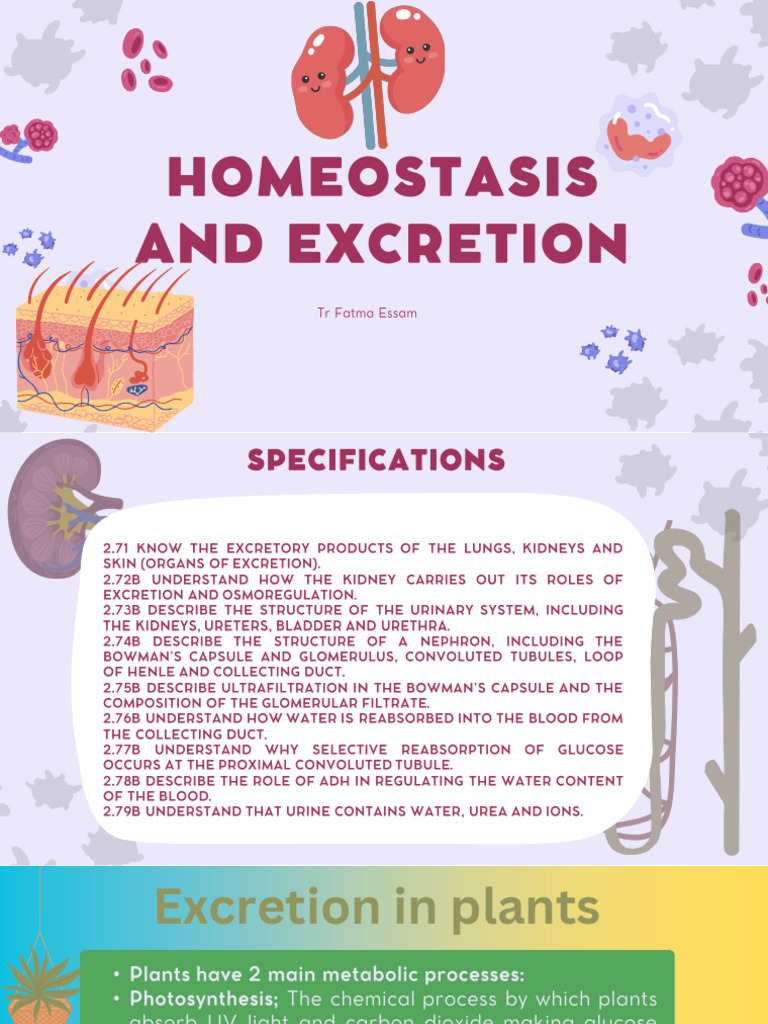 Homeostasis and Excretion | PDF