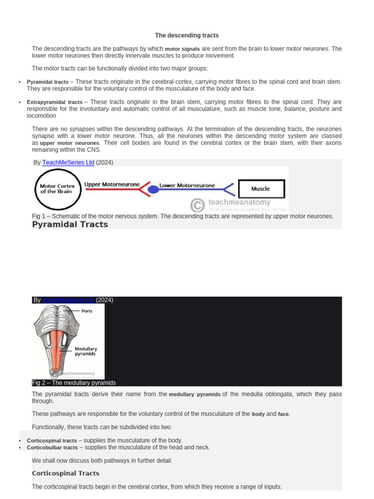 Descending Tracts of Brain | PDF | Motor Neuron | Human Anatomy