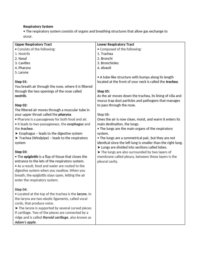 Science Reviewer (First Trime Test) | PDF | Respiratory Tract | Lung