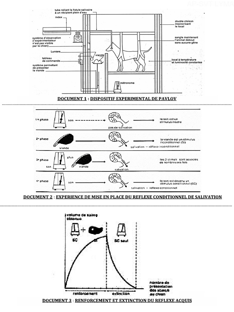 L1 Le Réflexe Conditionnel. SUPPORTS | PDF