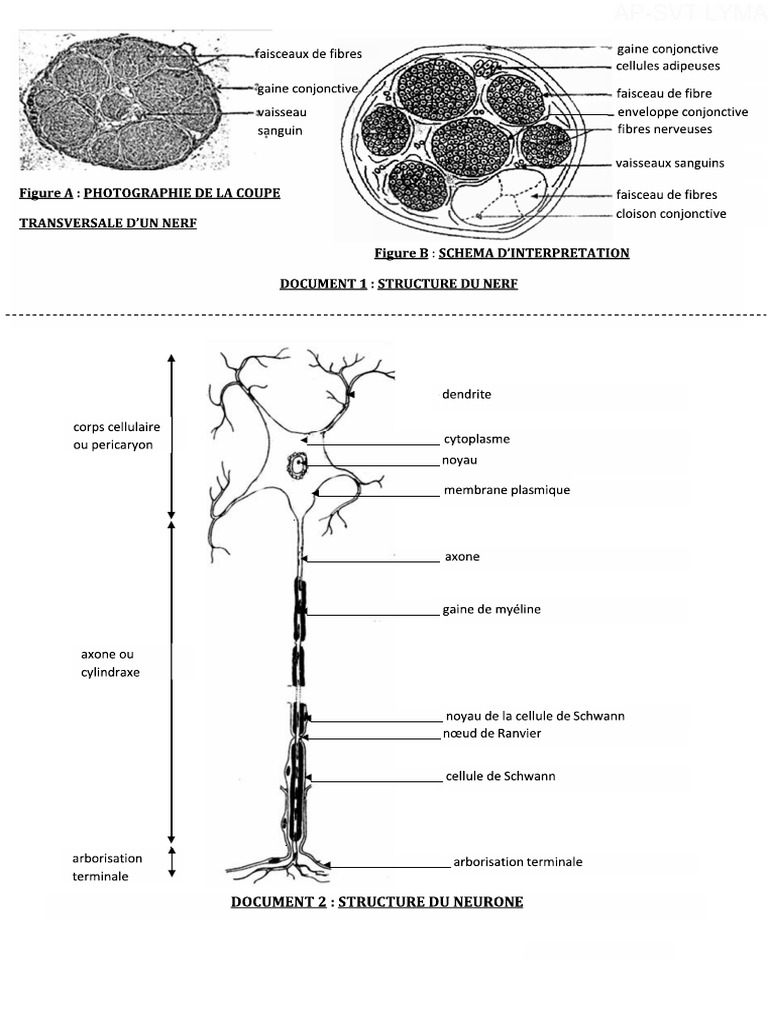 L2 Le Fonctionnement Du Tissu Nerveux. SUPPORTS | PDF