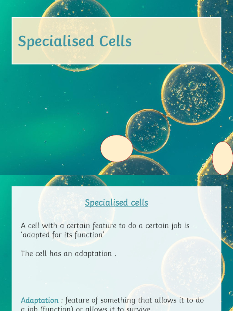 Specialised Cells Presentation | PDF