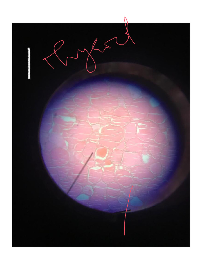 Systemic Histology Slides With Label | PDF