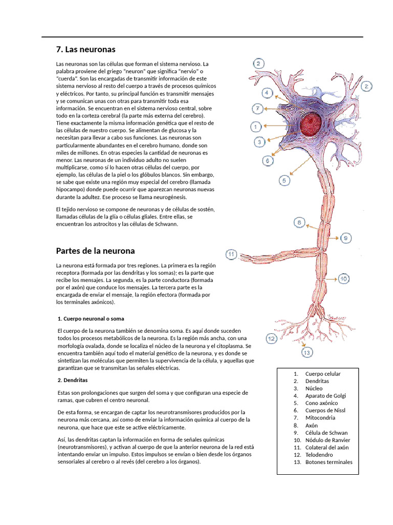 Las Neuronas | PDF | Neurona | Axon