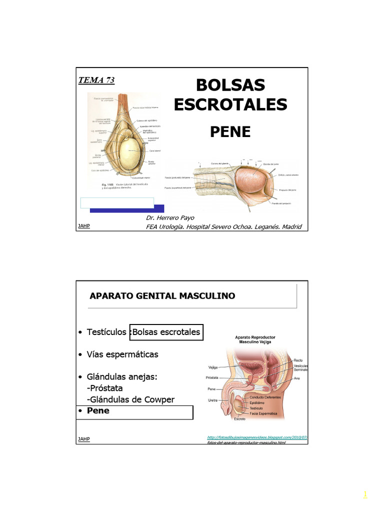Estructura y Función de las Bolsas Escrotales | PDF | Testículo ...