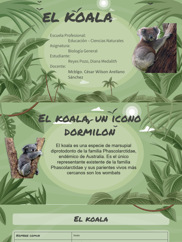 El Koala | PDF | Coala