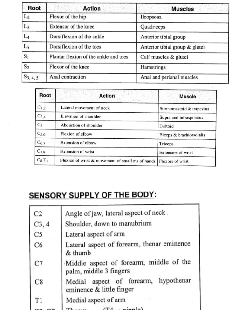 Dermatomes and Myotomes (Official Source) | PDF