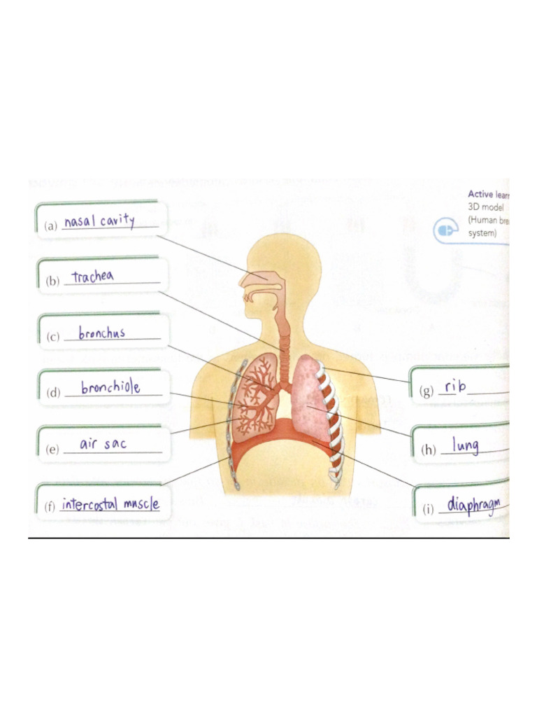 Human Breathing System | PDF