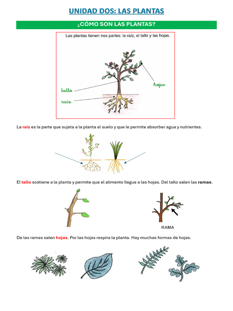 Unidad 2 - LAS PLANTAS | PDF
