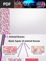 Animal Tissues - Study Notes | PDF | Epithelium | Neuron