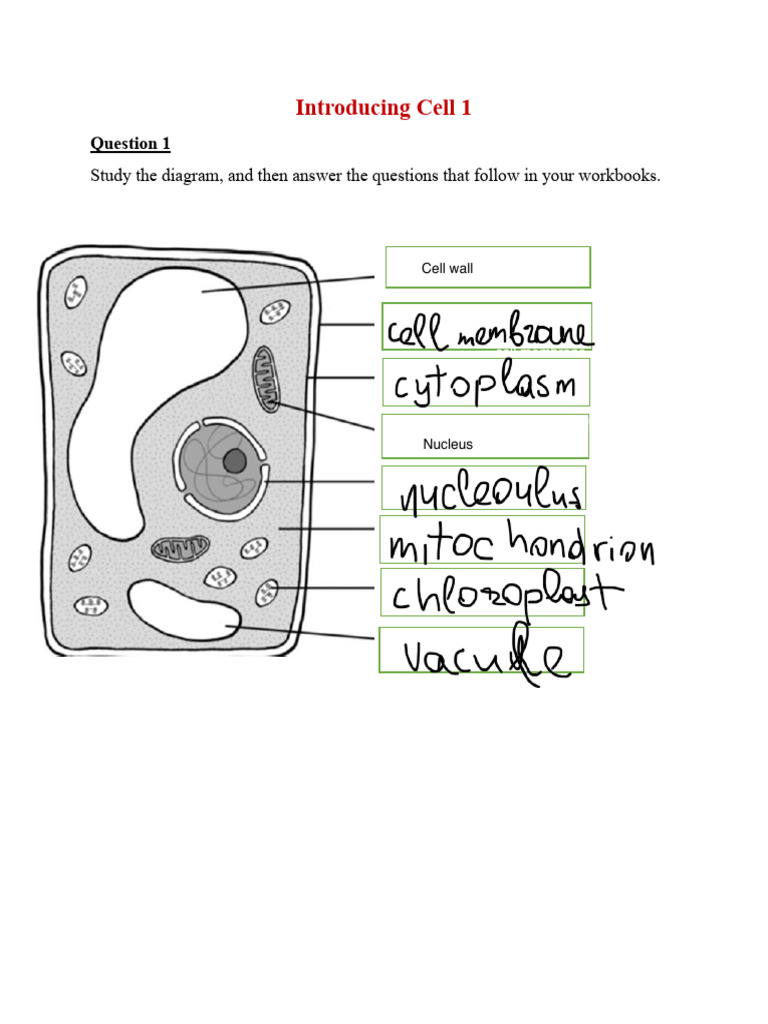 Toddle 52fa35ab 0923 47a6 Bed6 353025a2c126 Introducing Cell 1 | PDF | Cell (Biology) | Chloroplast