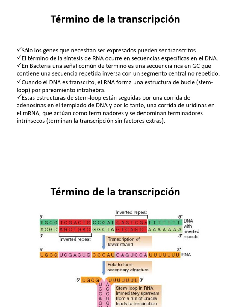 Gen Tica Microbiana Transcripci N | PDF | Rna ribosomal | Rna