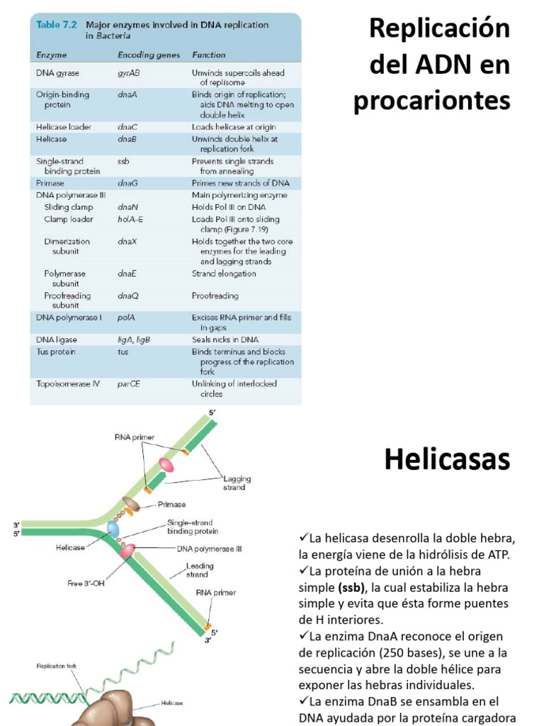 Gen Tica Microbiana Replicaci N | PDF | Replicación De Adn | Adn
