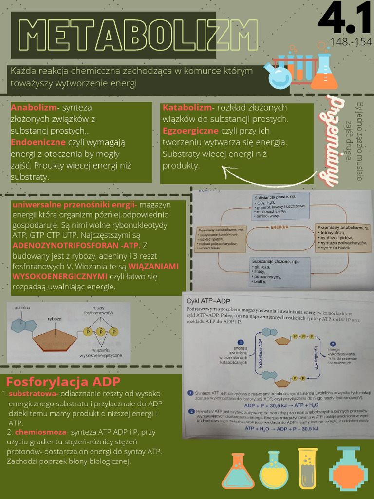 Metabolizm Notatka | PDF