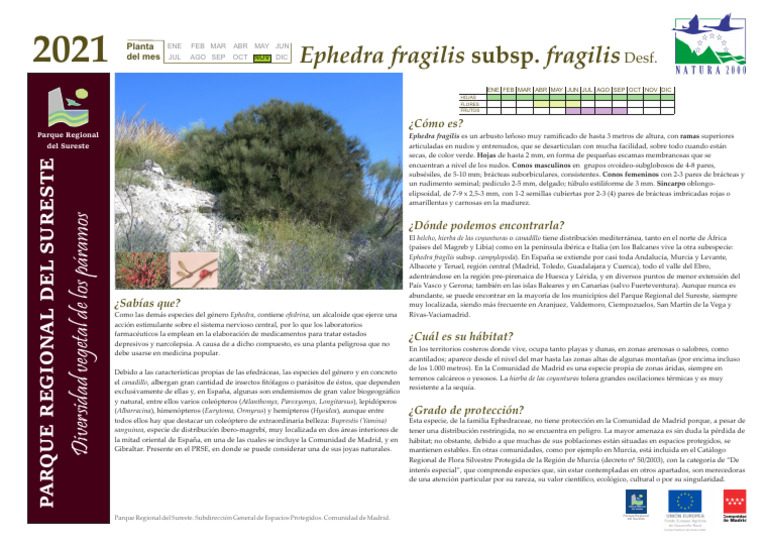 Planta Mes de Noviembre 2021 DFC | PDF