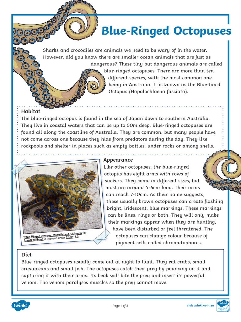 Au SC 1625817798 Blue Ringed Octopus Fact File - Ver - 1 | PDF | Octopus