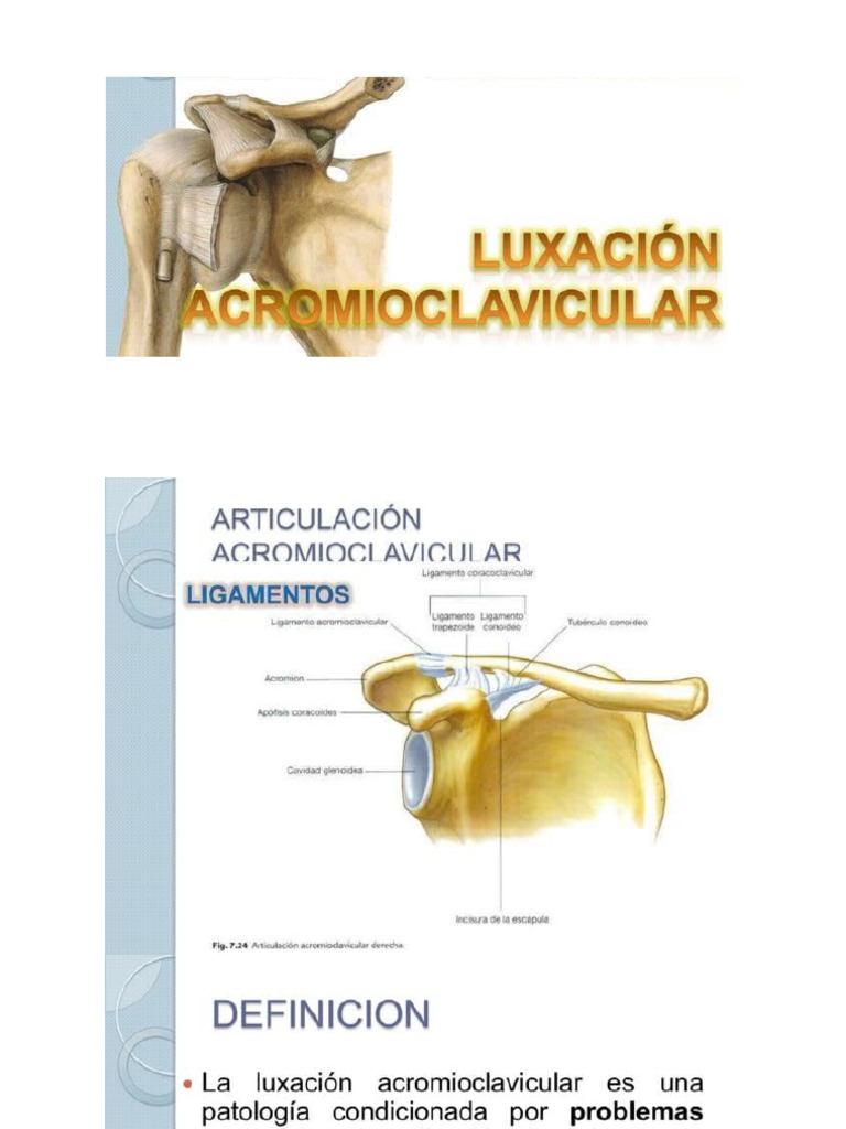 Miembro superior copy_ESM | PDF