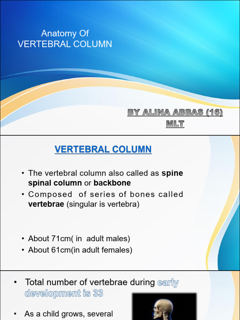 ANATOMY | PDF | Vertebra | Vertebral Column