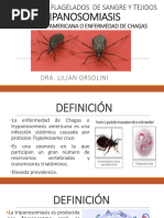 Triatominos: Vectores de Chagas | PDF | Biología