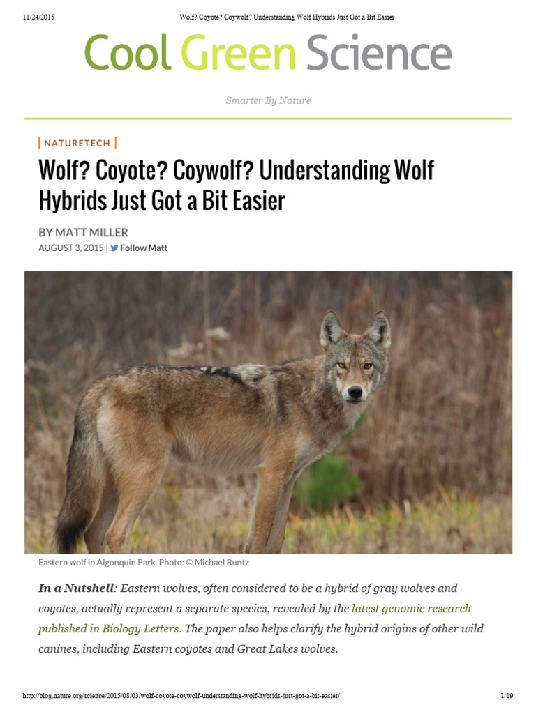 Wolf - Coyote - Coywolf - Understanding Wolf Hybrids Just Got A Bit ...