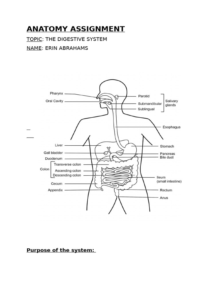 Anatomy Assignment | PDF | Digestion | Human Digestive System