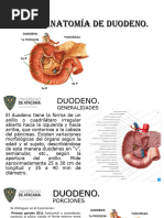 Anatomia Del Duodeno | PDF | Abdomen | Órgano (anatomía)