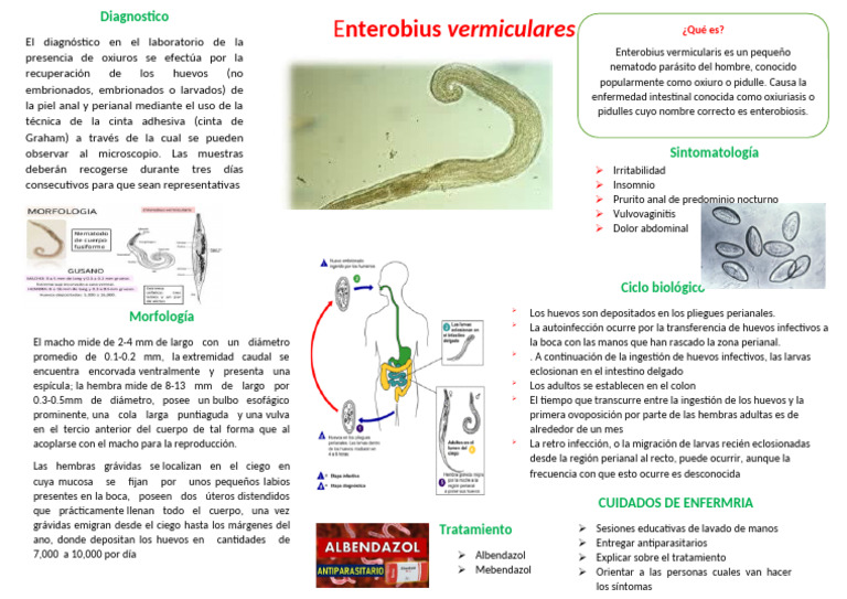 Enterobius Vermiculares | PDF | Gastroenterología | Especialidades Medicas
