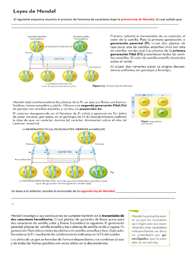 Esquema de las Leyes de Mendel | PDF | Métodos y materiales de enseñanza