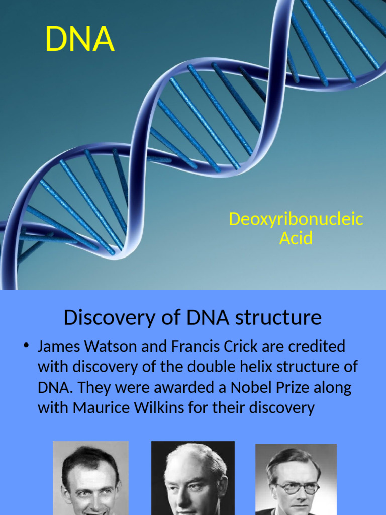 DNA Structure and Function Basics | PDF | Social Science