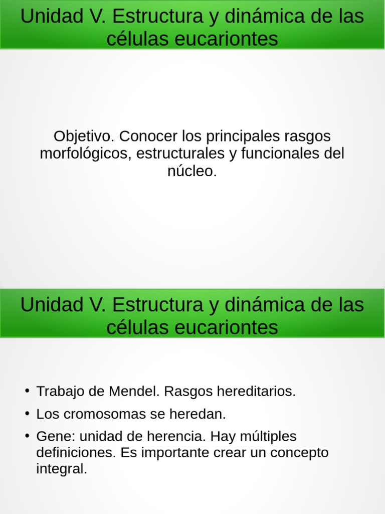 Estructura Nuclear | PDF | Replicación De Adn | Nucleo celular