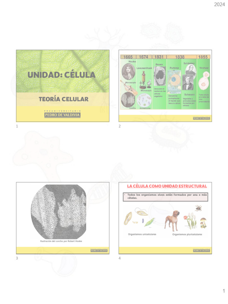 PPT Teoría Celular BC 2024 | PDF | Eucariotas | Organismos