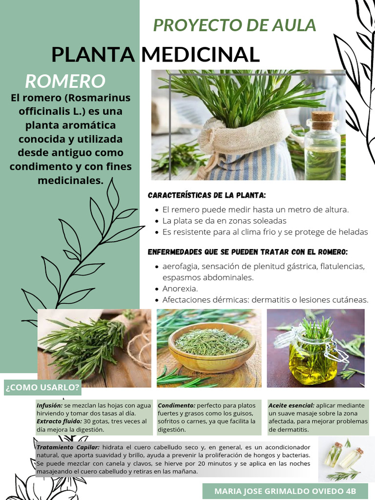 Usos y Beneficios del Romero | PDF