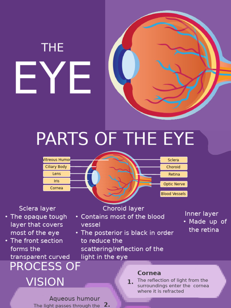 EYE | PDF | Eye | Myopia