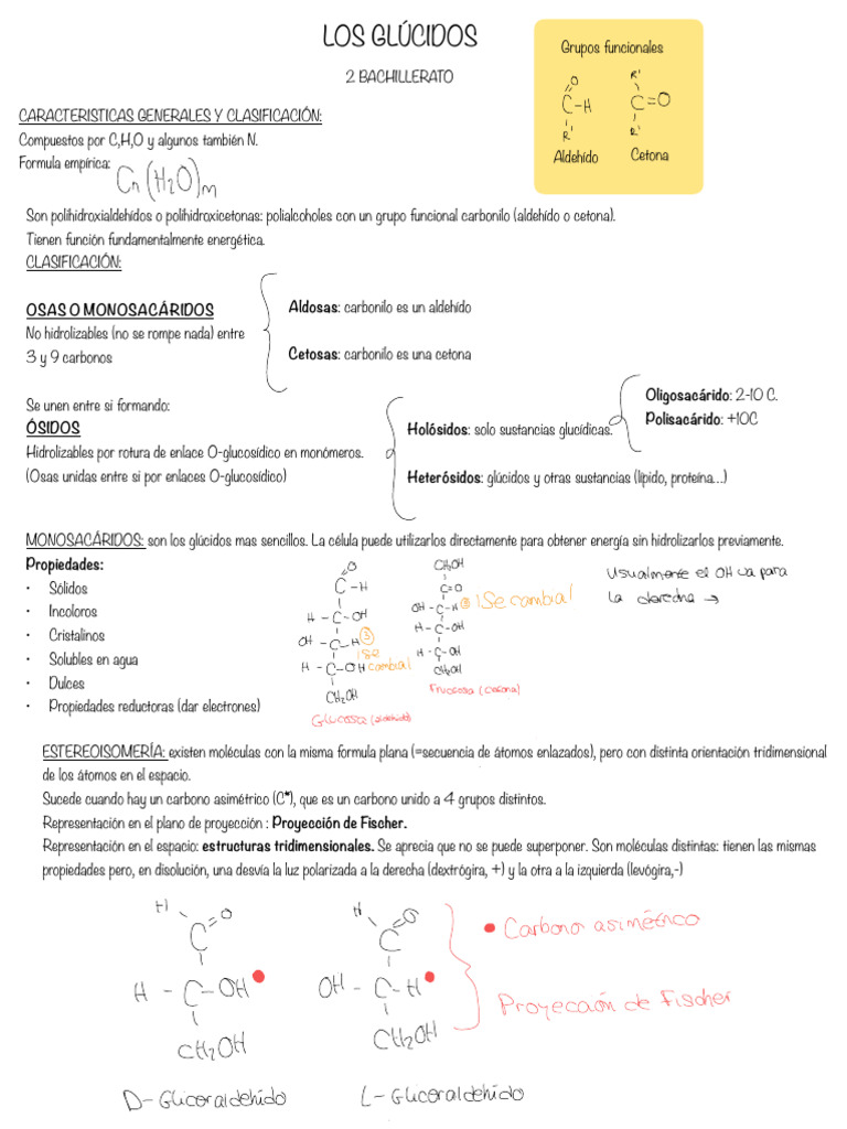 Tema 2 Biologia 2 Bach Glucidos | PDF | Carbohidratos | Polisacárido