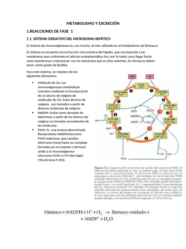 Metabolismo y Excreción | PDF | Citocromo P450 | Metabolismo