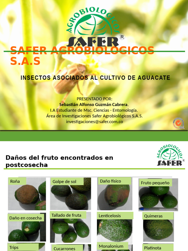 Insectos Asociados Al Aguacate | PDF | Crisálida | Mosca