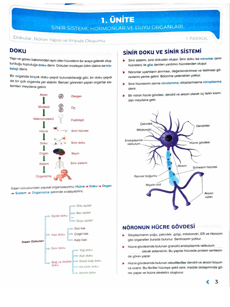 Sinir Sistemi Vip Ayt | PDF