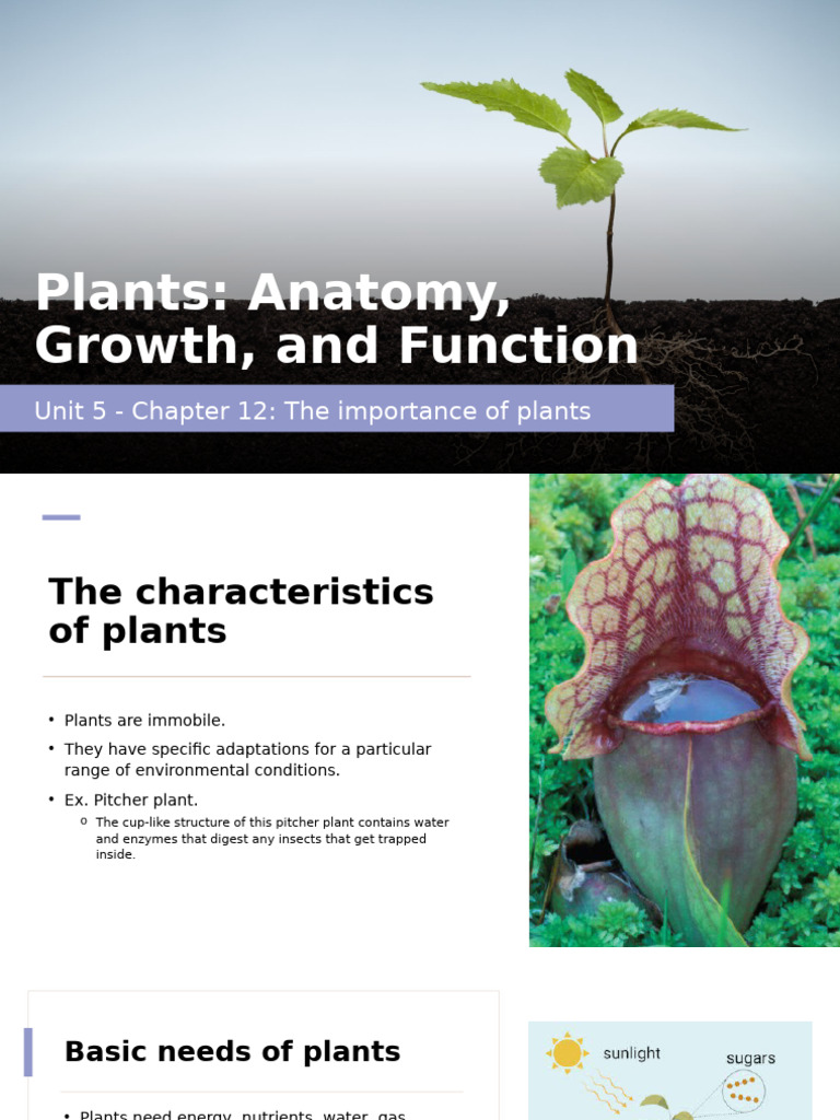 Unit 5 Chapter 12 SBI3U | PDF | Plant Stem | Leaf
