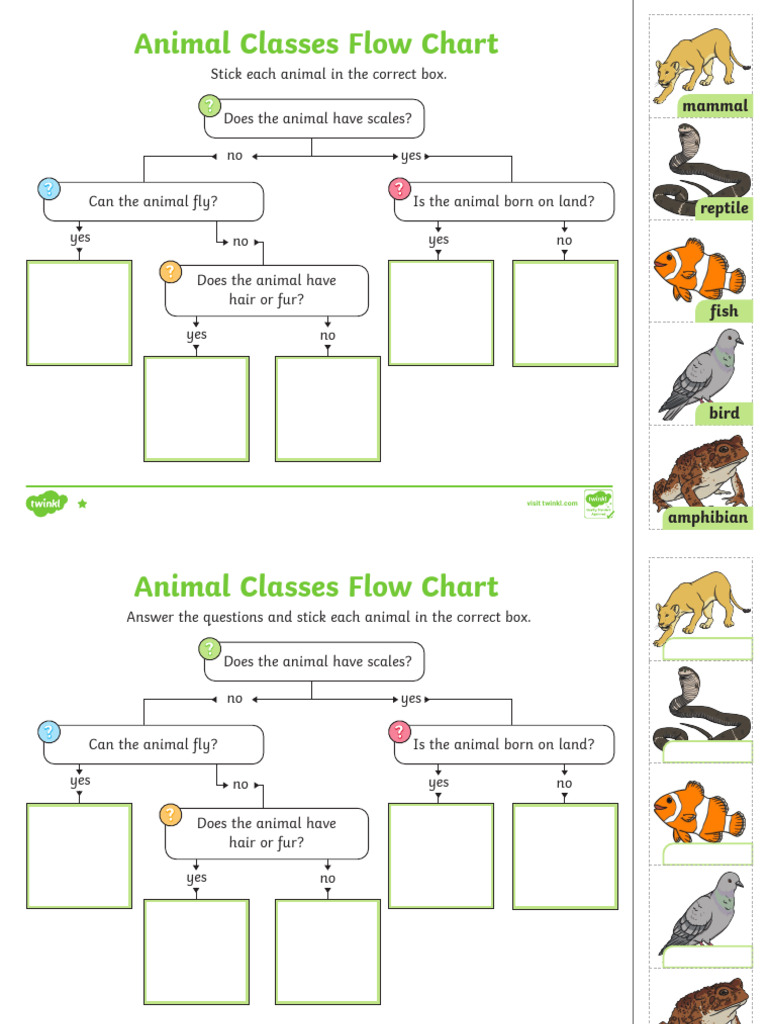Animal Classes Flow Chart Pdf