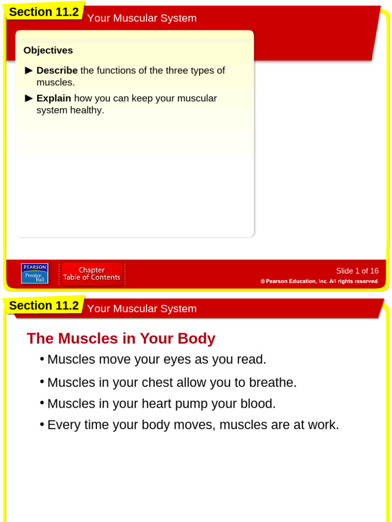 Your Muscular System | PDF | Muscle | Skeletal Muscle