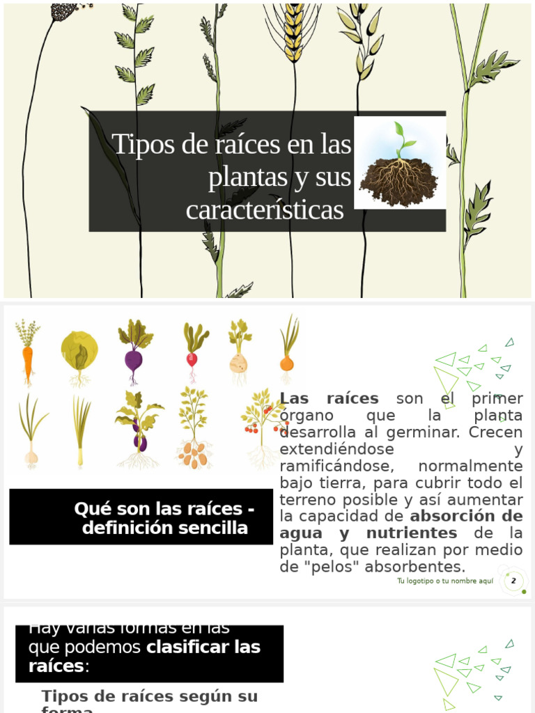 Tipos de Raíces en Las Plantas 1A | PDF | Raíz | Plantas