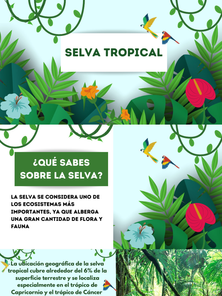 Ubicación y Estratos de la Selva Tropical | PDF | Selva | Zona tropical