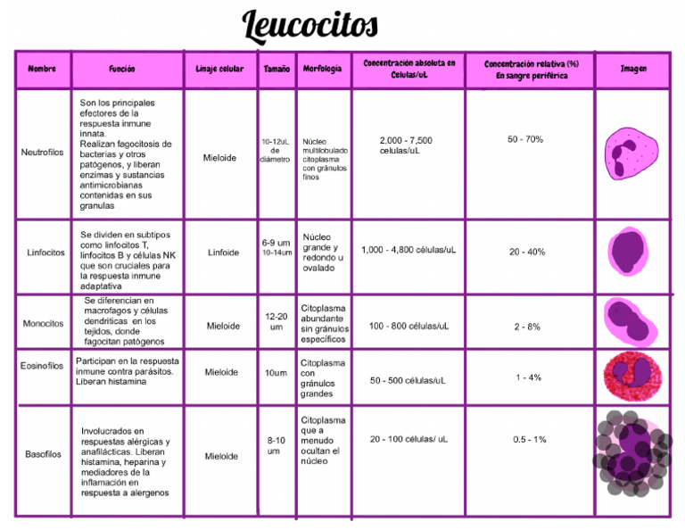 Tabla de Leucocitos | PDF