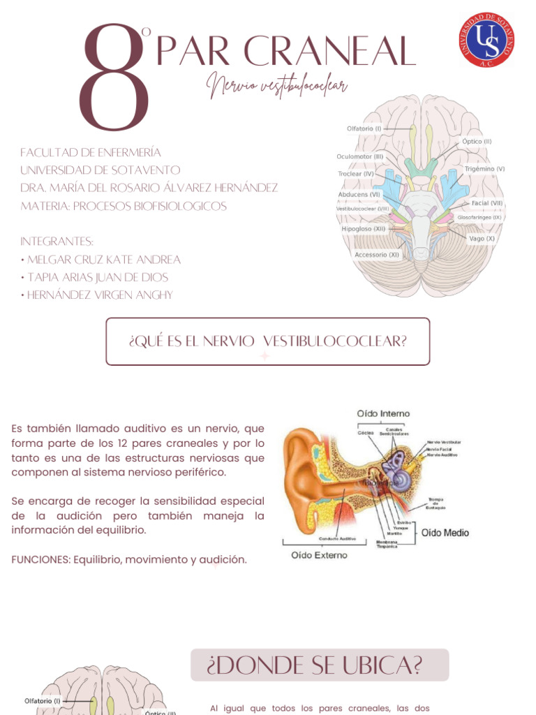 Octavo Par Craneal | PDF | Oído | Nervio