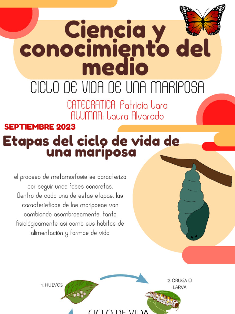 Ciclo de Vida de Una Mariposa | PDF | Mariposa | Crisálida