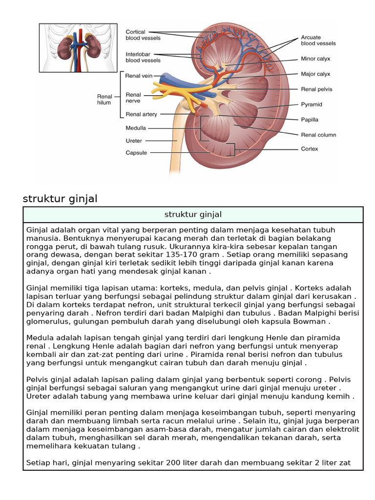 Struktur Ginjal - By Diffit (Printable) | PDF