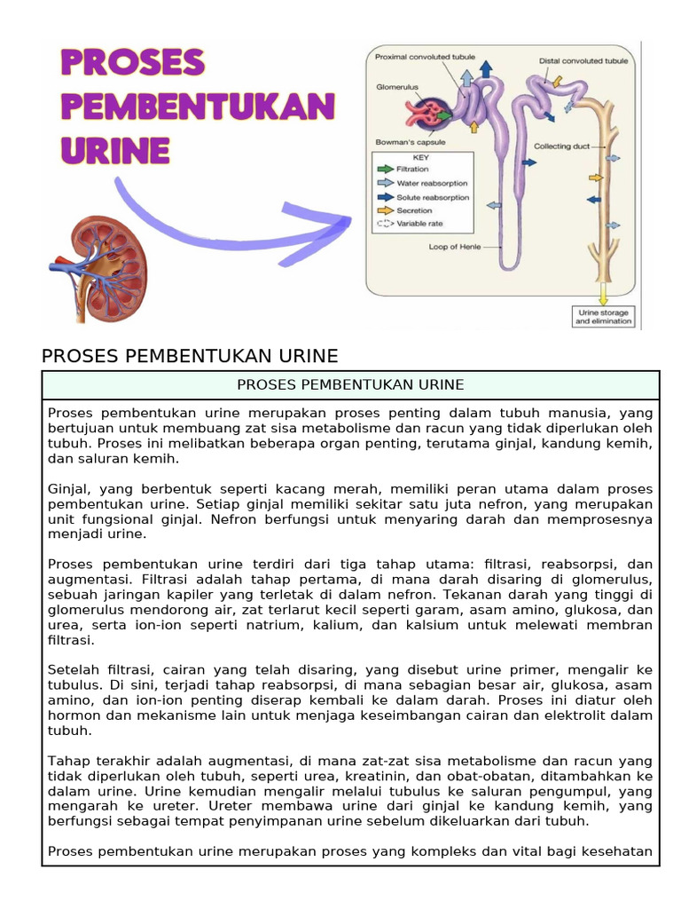 Proses Pembentukan Urine - LKPD 2 | PDF