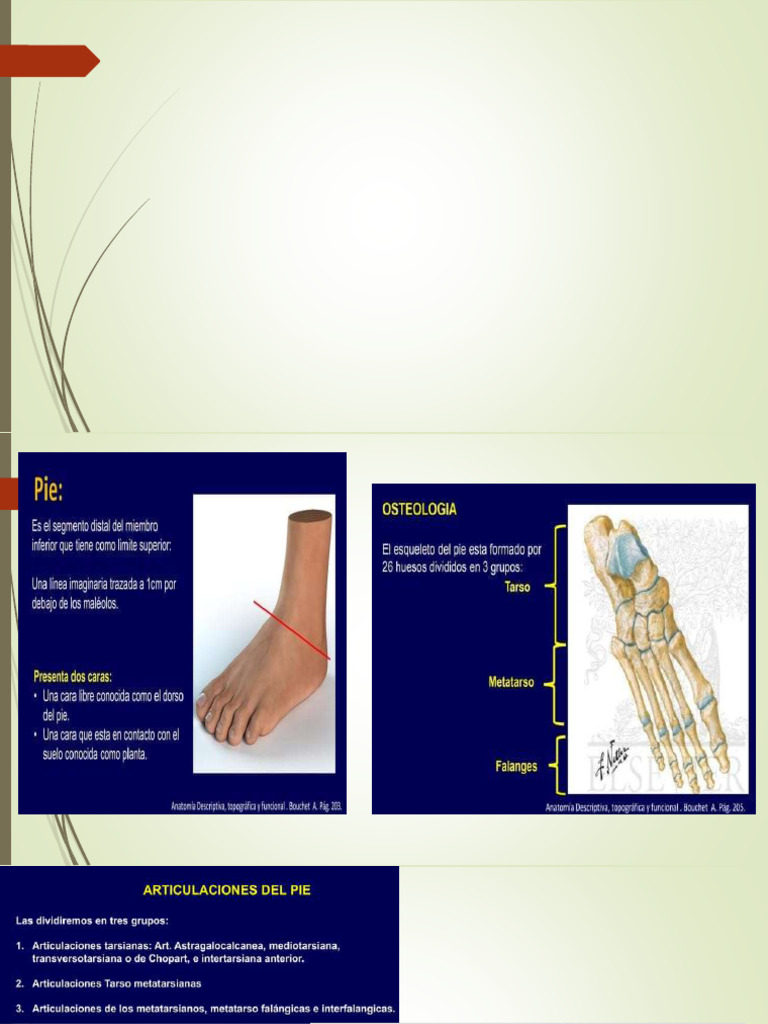 Fracturas y Lesiones Del Pie | PDF | Trastornos musculoesqueléticos | Sistema musculoesquelético