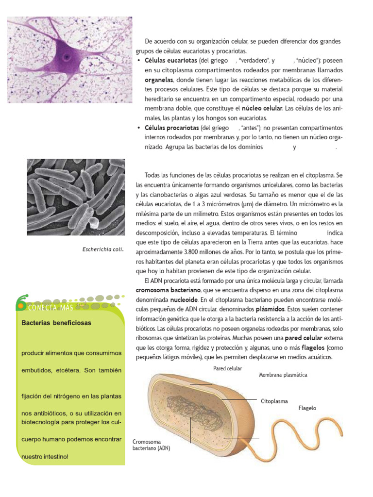 C-Lulas - Texto | PDF | Biología Celular) | Citoplasma
