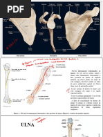 Articulação Do Ombro (Glenoumeral) Anatomia e Músculos Kenhub | PDF ...